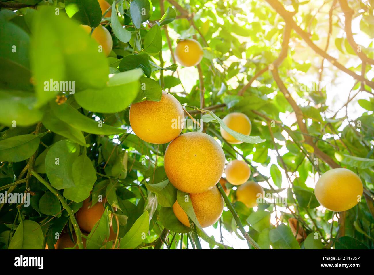 Yellow ripe grapefruit on a tree branch in the orchard Stock Photo - Alamy