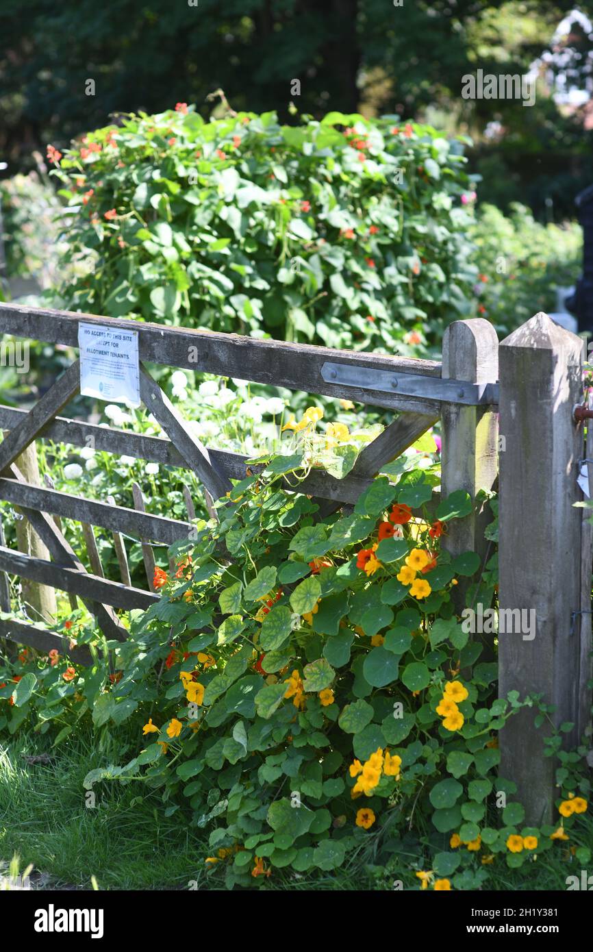 Gate into an allotment Stock Photo - Alamy
