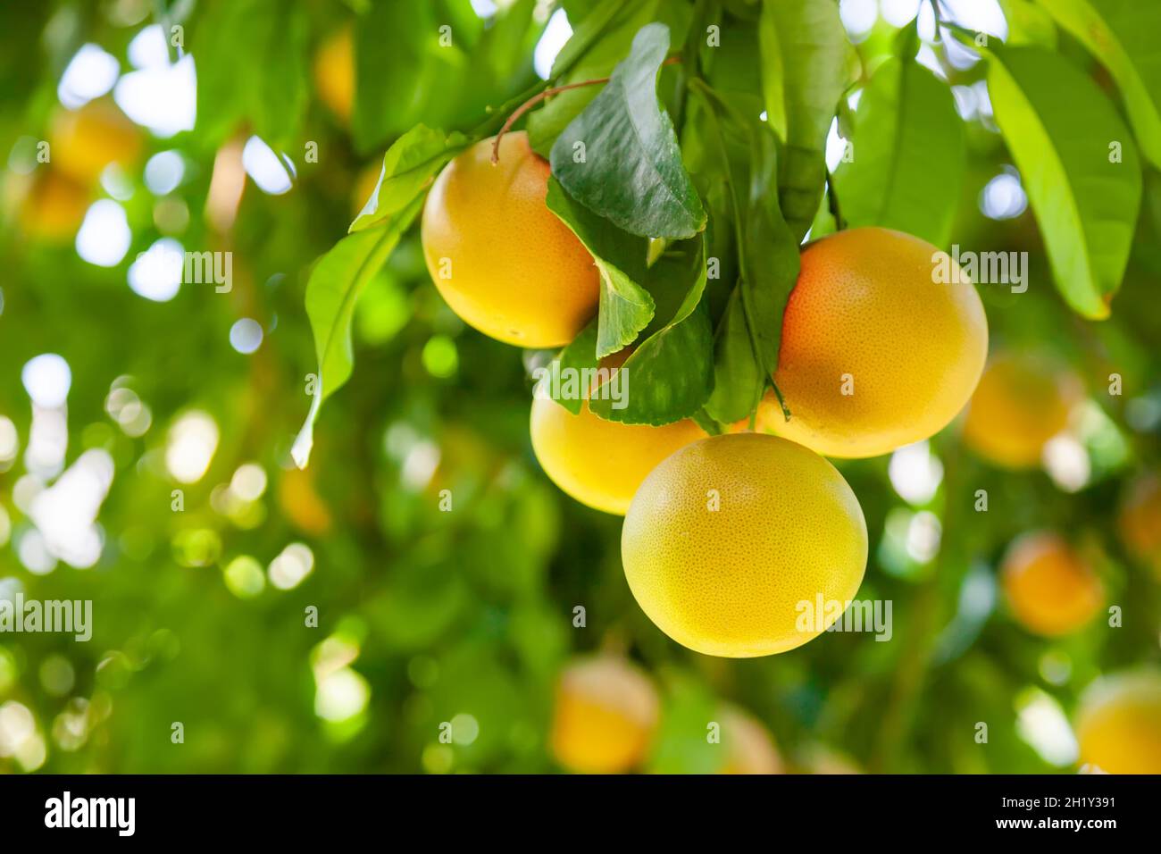 Yellow ripe grapefruit on a tree branch in the orchard Stock Photo - Alamy