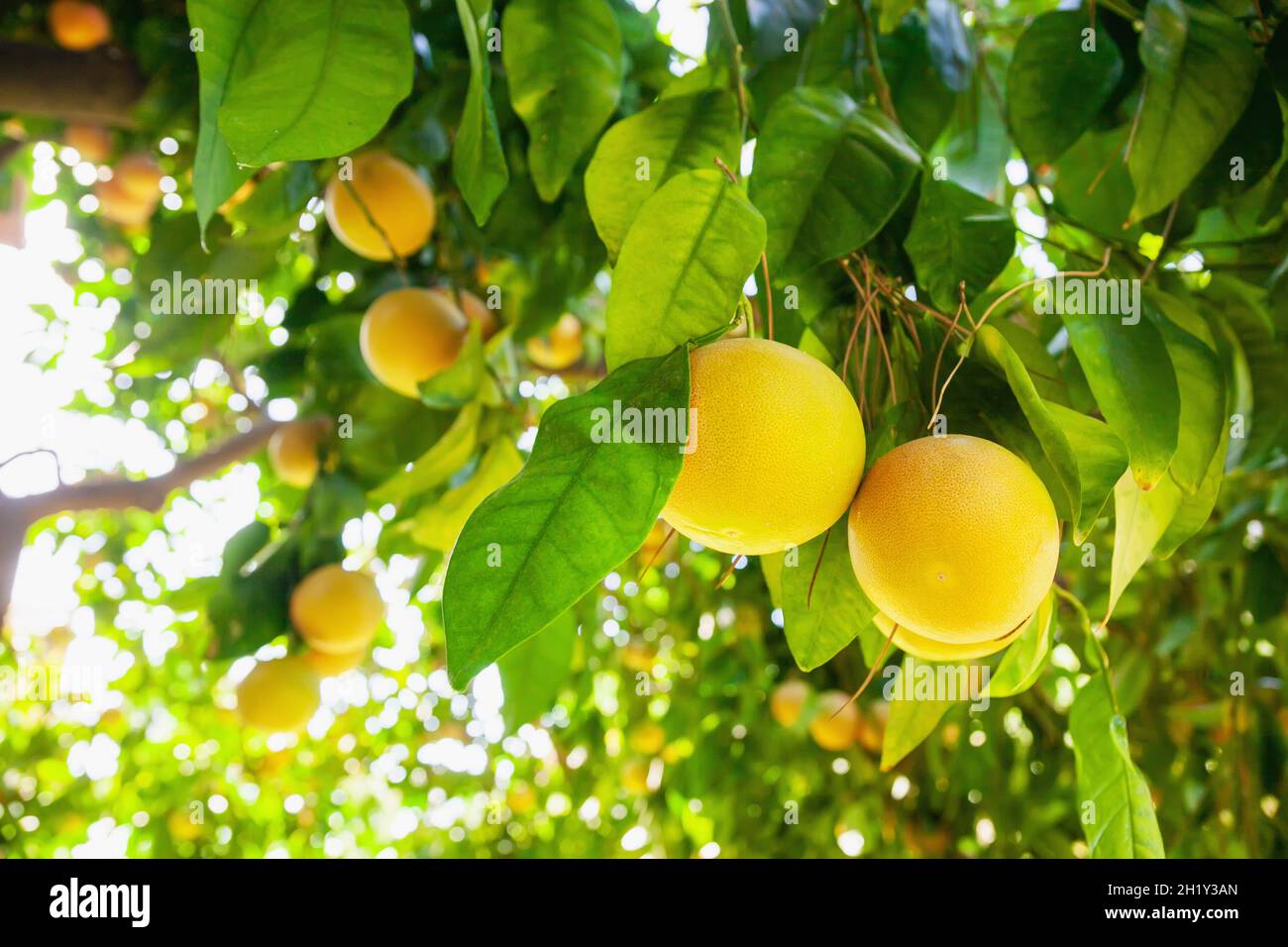 Grapefruit in orchard hi-res stock photography and images - Alamy