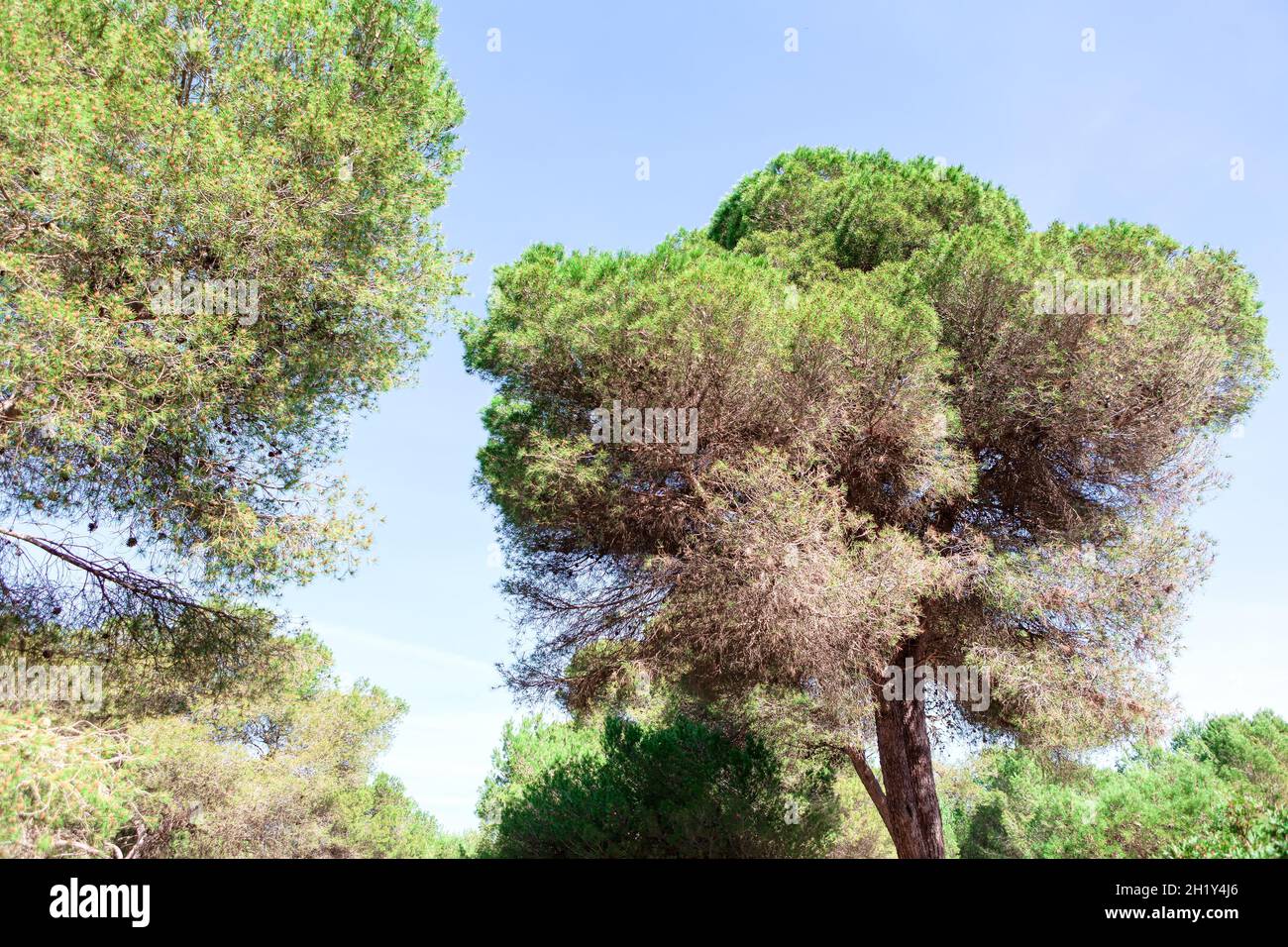 Rainforest with tropical trees. Exotic park with evergreen trees Stock ...