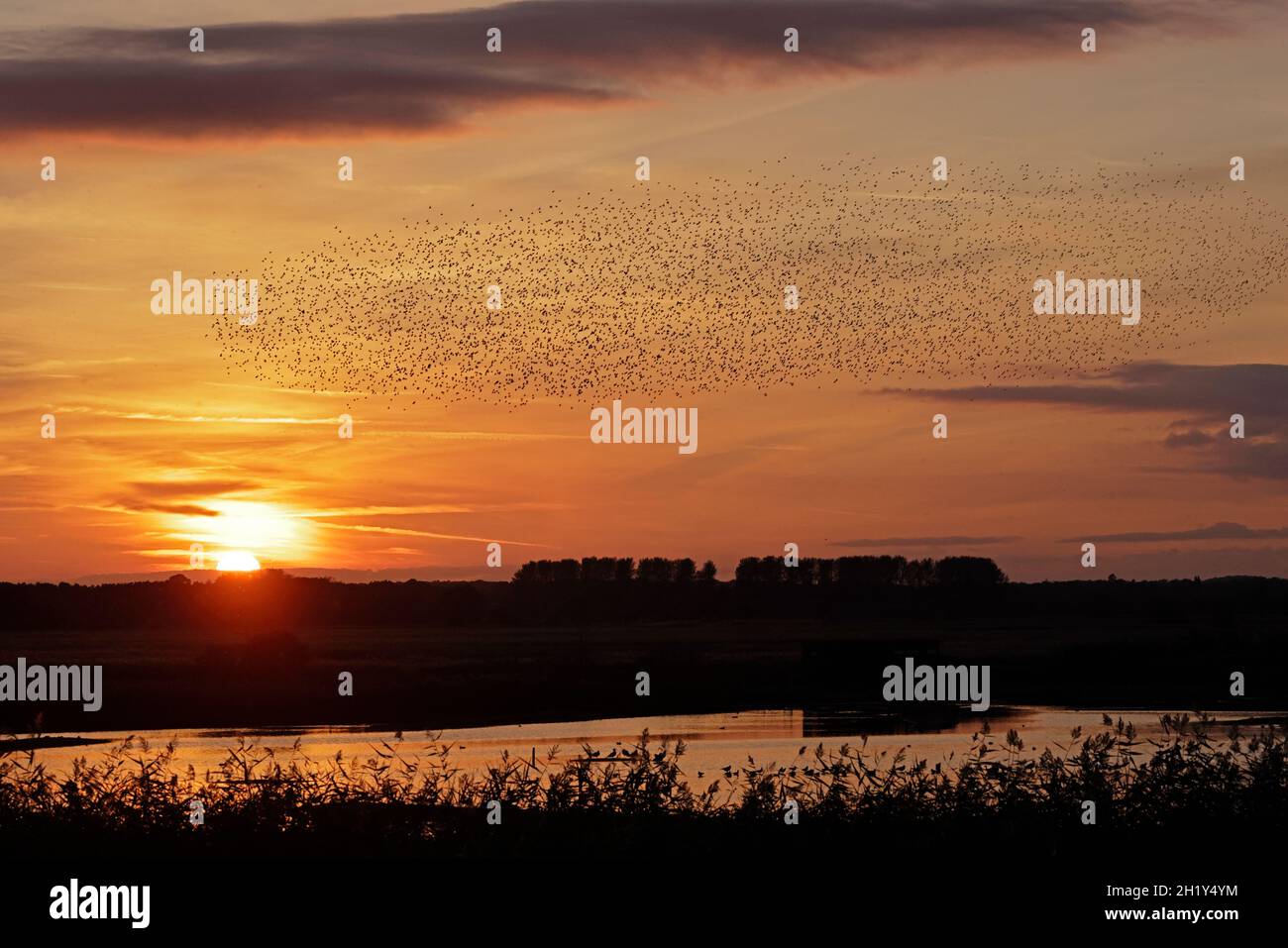 Starlings at Roost at Minsmere RSPB Reserve against a beautiful sunset ...