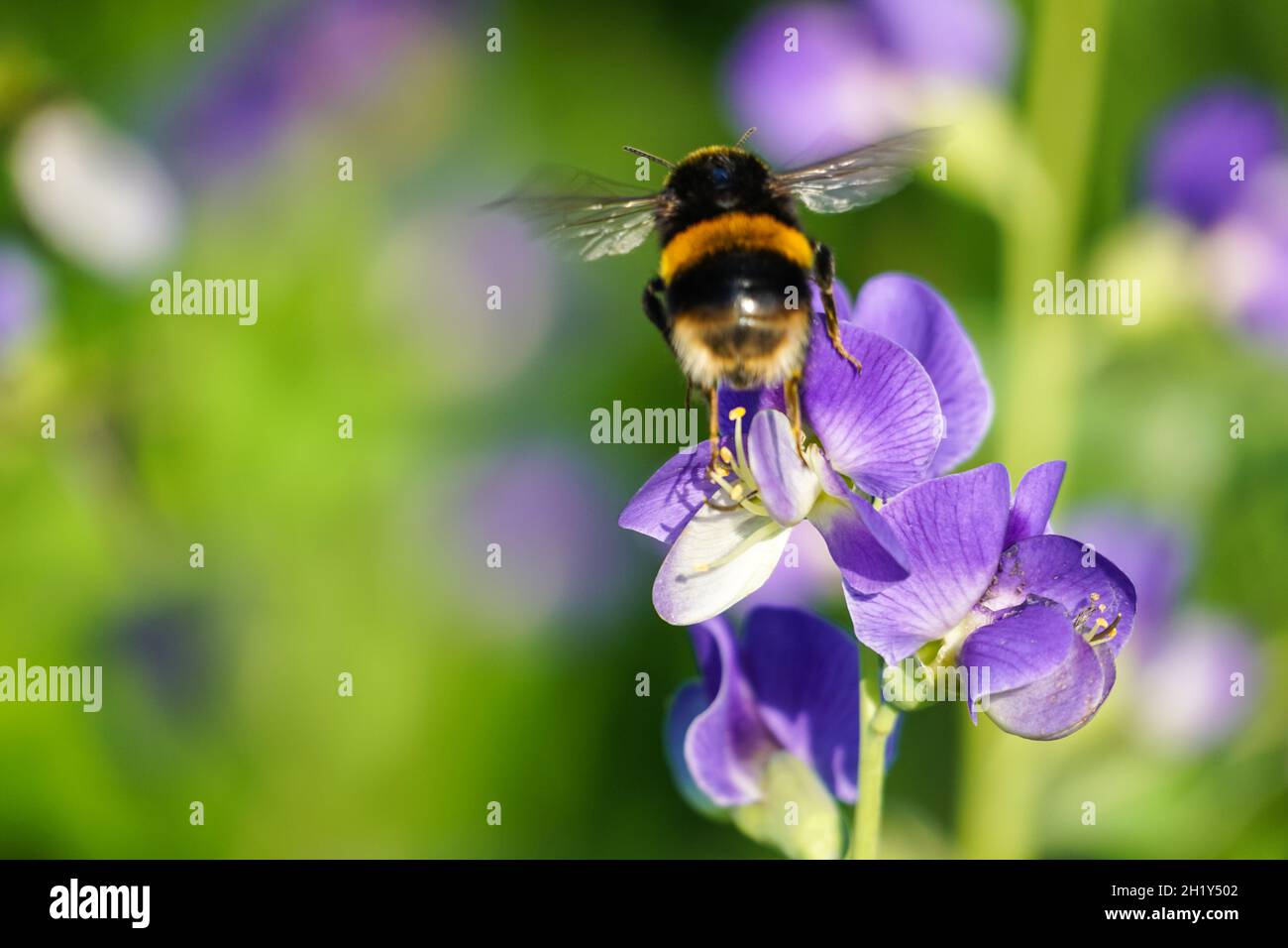 Buff-tailed bumblebee on purple flower in the meadow, Bombus terrestris ...