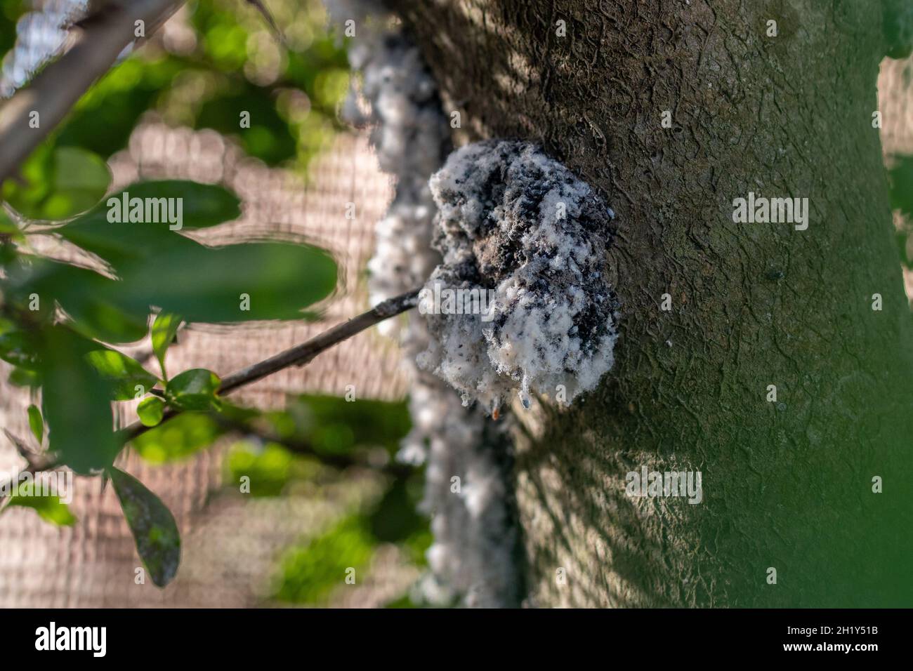 Close-up shot of a tree affected by Woolly aphid Stock Photo - Alamy