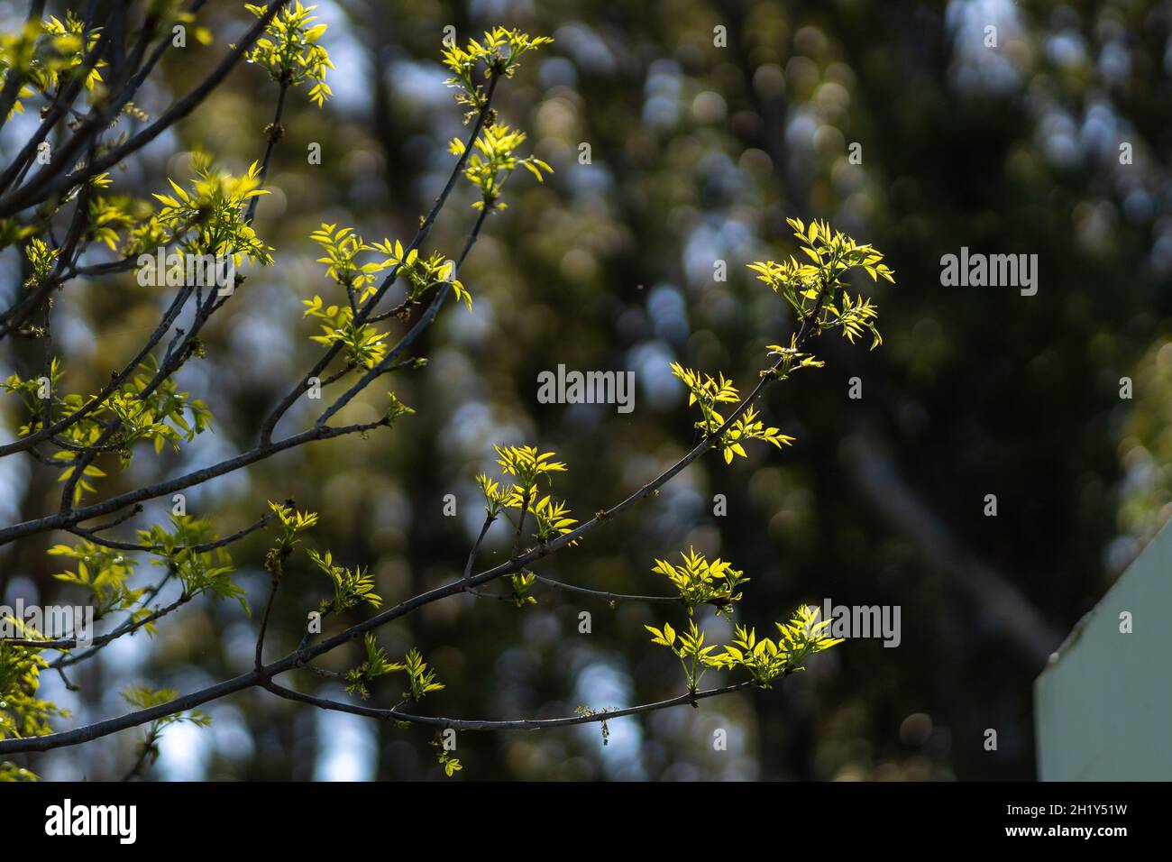 Shallow focus shot of tree leaves and branches outdoors Stock Photo - Alamy