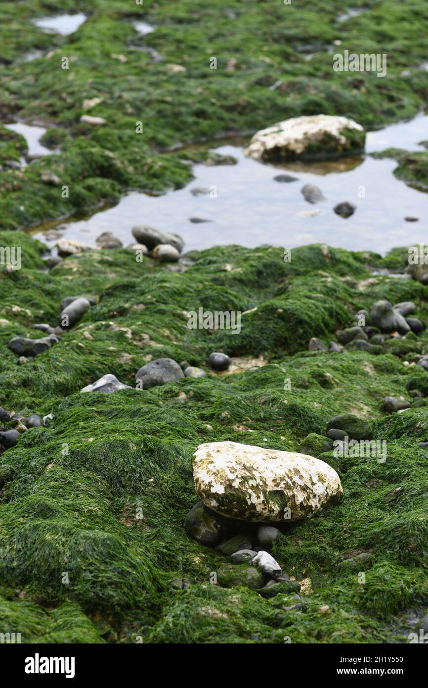 Rocks and algae on the beach Stock Photo - Alamy