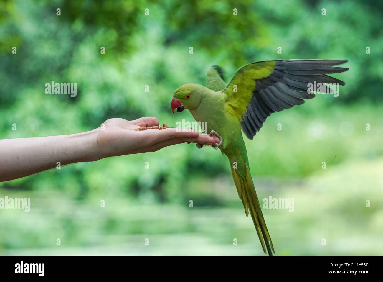 Hand feeding parakeet hi-res stock photography and images - Alamy
