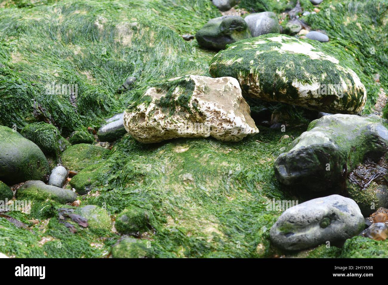 Rocks and algae on the beach Stock Photo - Alamy
