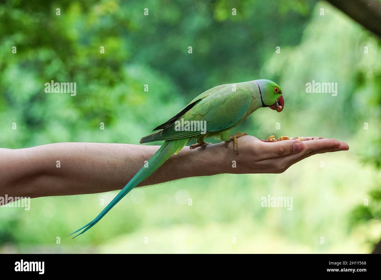 Woman hand feeding rose-ringed parakeet in St James's Park, London ...