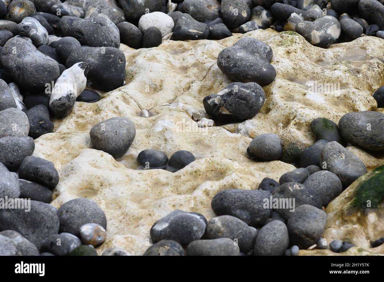 Creatures under rocks hi-res stock photography and images - Alamy