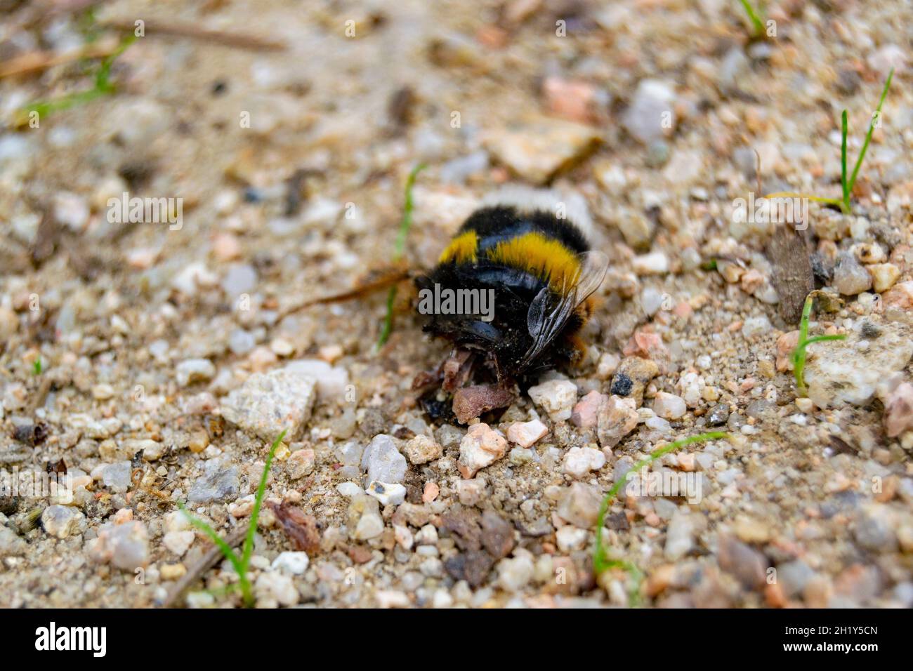 Headless Bird High Resolution Stock Photography and Images - Alamy