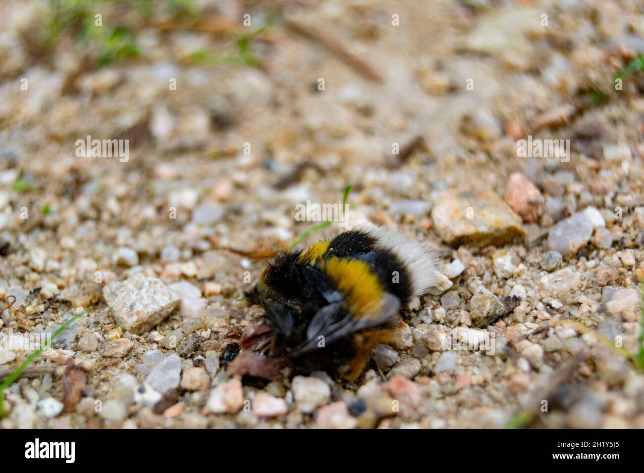 Black and yellow bumblebee hi-res stock photography and images - Alamy