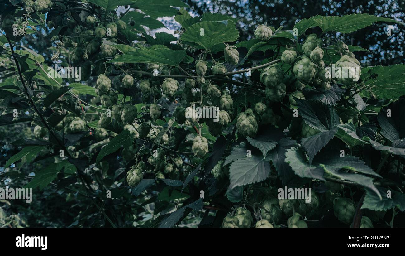 Closeup of a leafy plant Stock Photo - Alamy