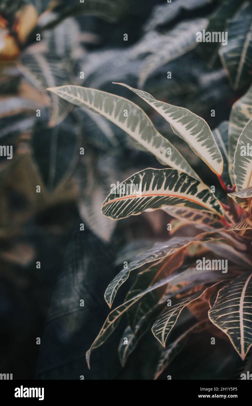 Closeup of a leafy plant Stock Photo - Alamy