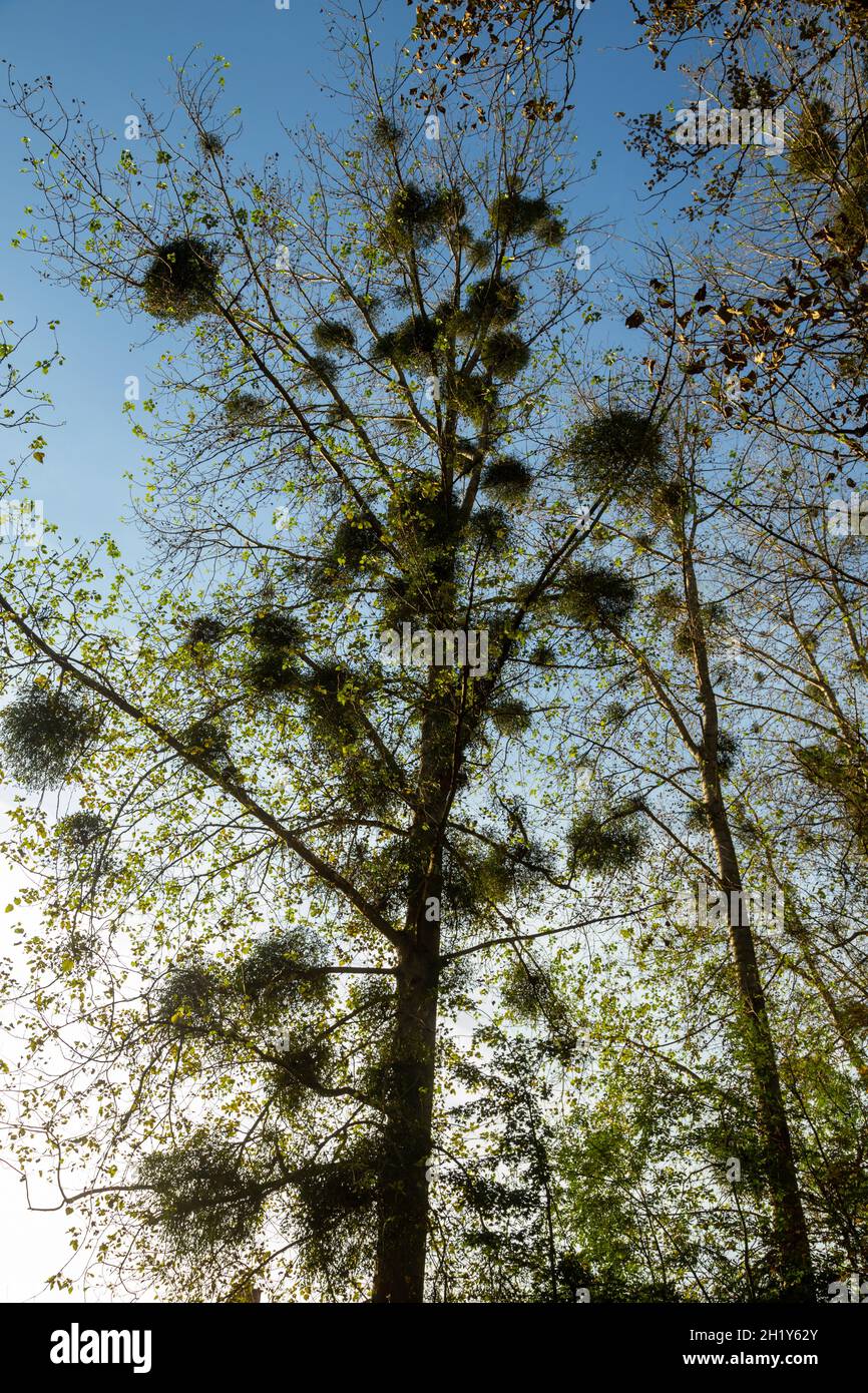 Mistletoes hi-res stock photography and images - Alamy