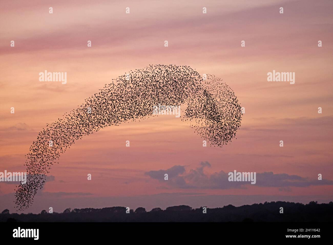 Starlings at Roost at Minsmere RSPB Reserve against a beautiful sunset ...