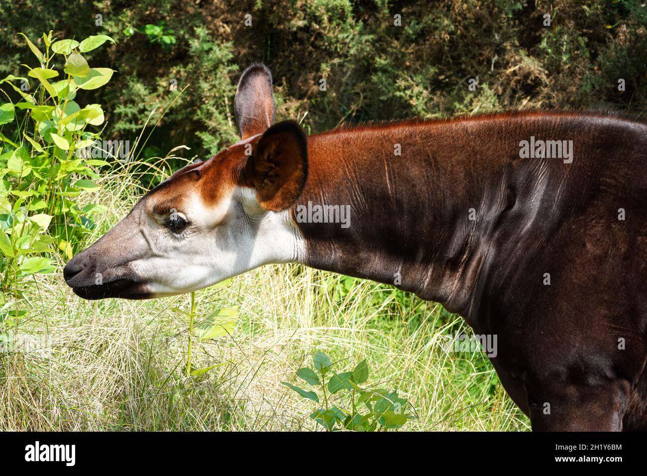 Forest giraffe hi-res stock photography and images - Alamy