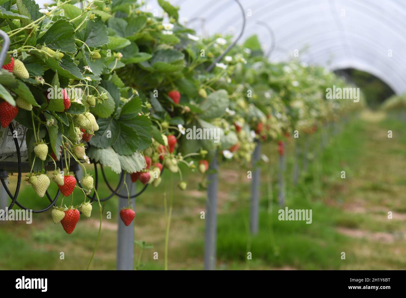 Strawberries grown commercially Stock Photo - Alamy