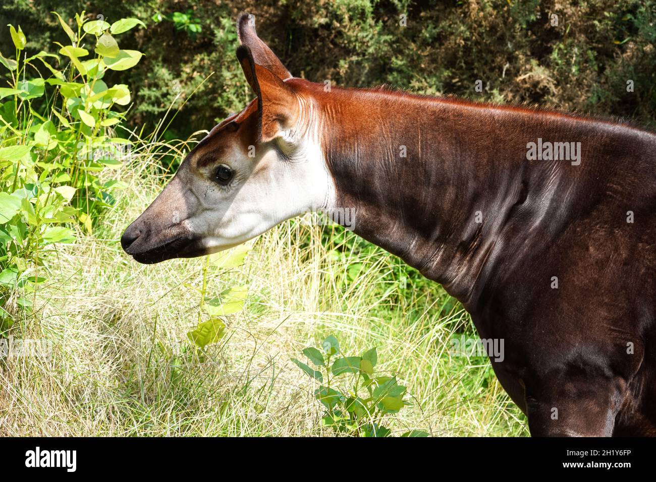 Giraffe zebra zoo hi-res stock photography and images - Alamy