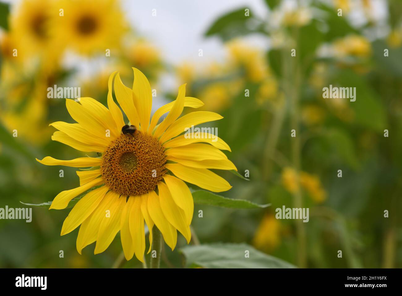 Pick your own sunflowers hi-res stock photography and images - Alamy