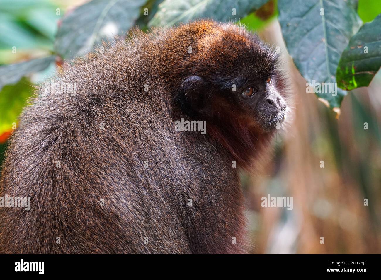 Coppery titi monkey on a tree, Plecturocebus cupreus Stock Photo - Alamy