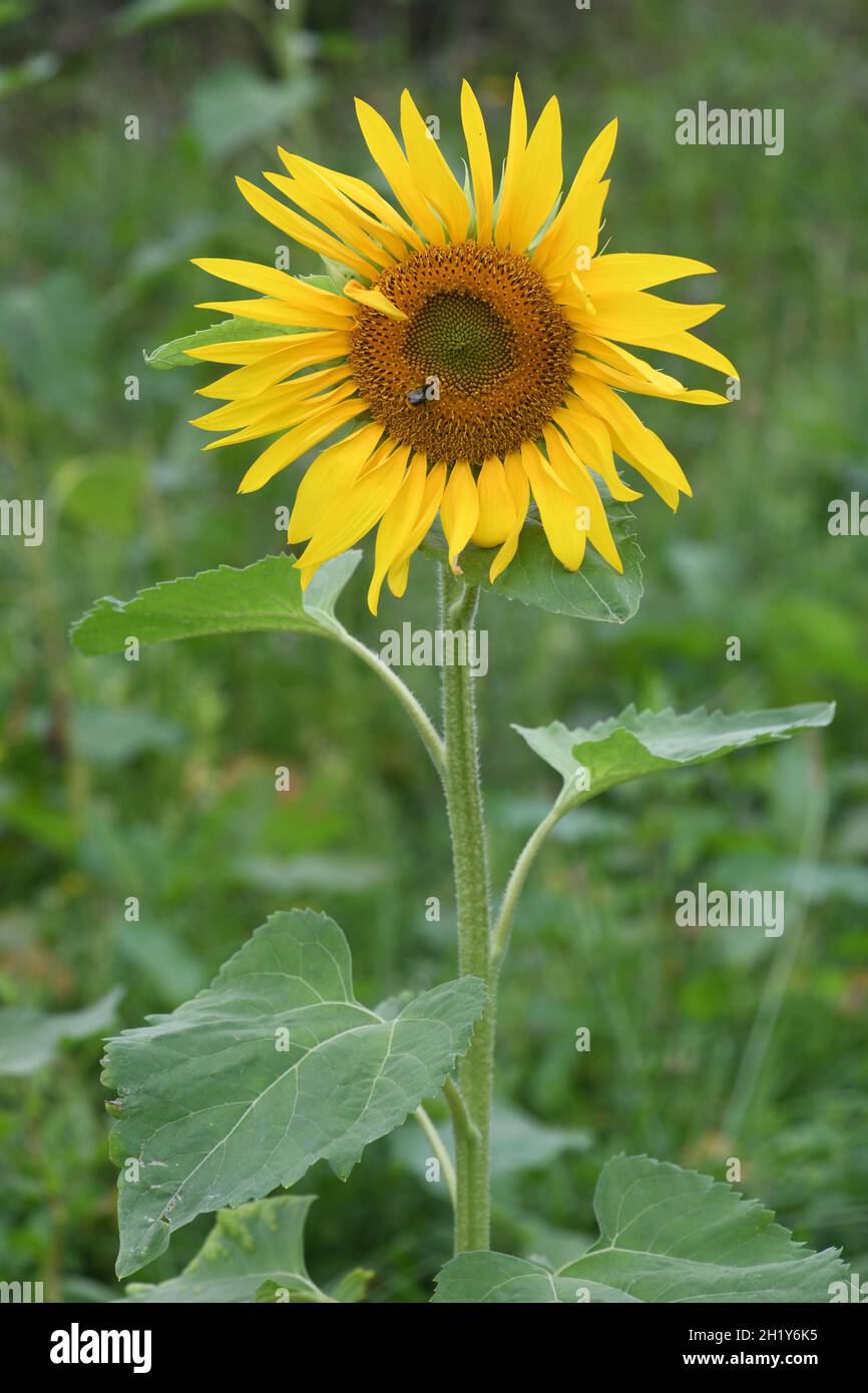 Eye catching seeds hi-res stock photography and images - Alamy