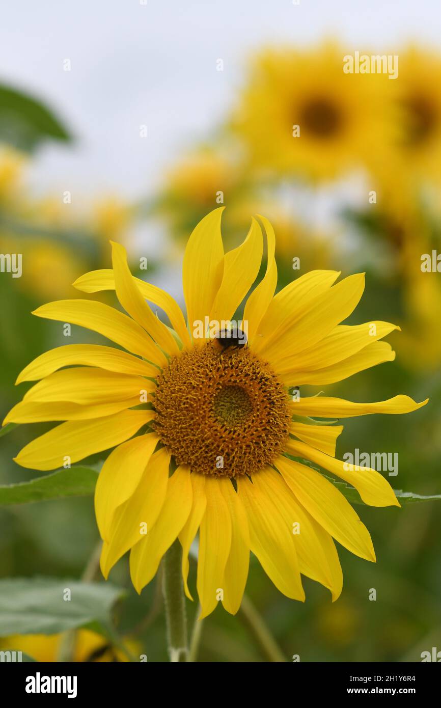 Pick your own sunflowers hi-res stock photography and images - Alamy