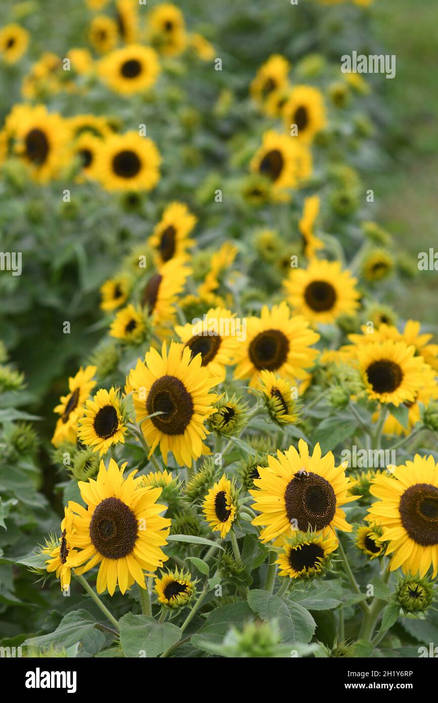 Pick your own sunflowers hi-res stock photography and images - Alamy