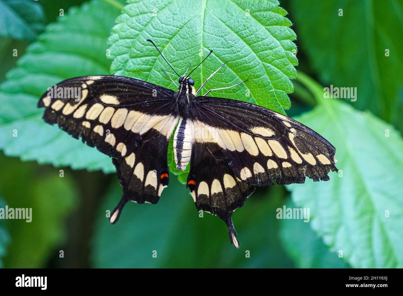 close up of king swallowtail butterfly, Papilio thoas Stock Photo - Alamy