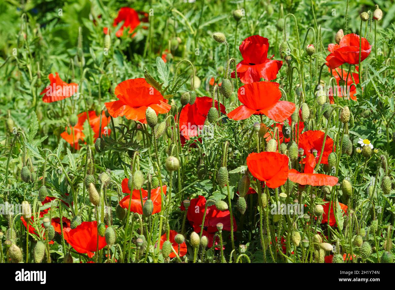 Wildflowers meadow hi-res stock photography and images - Alamy