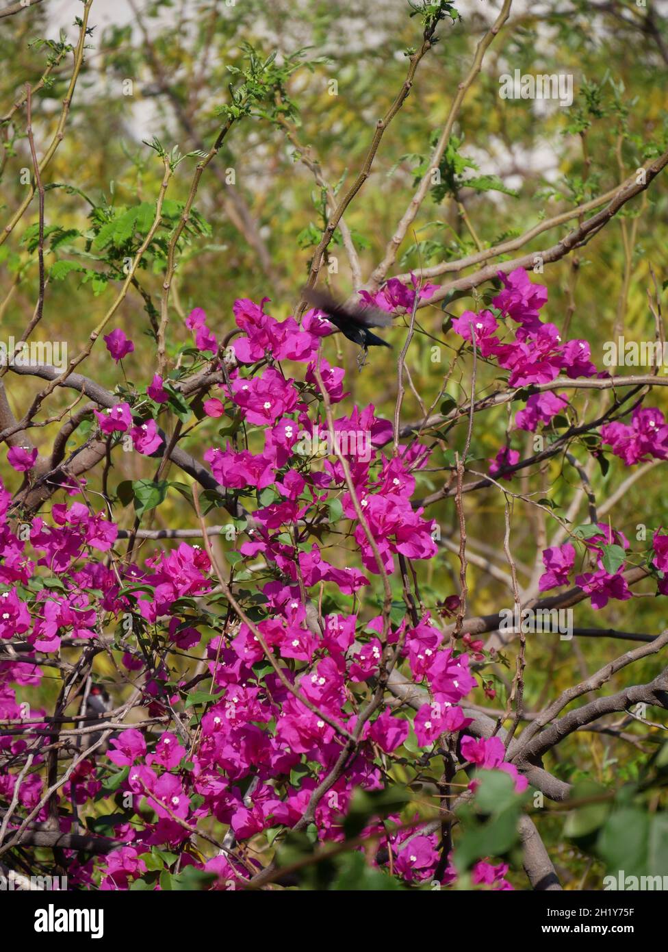 Closeup shot of purple flowers on a tree branch Stock Photo - Alamy