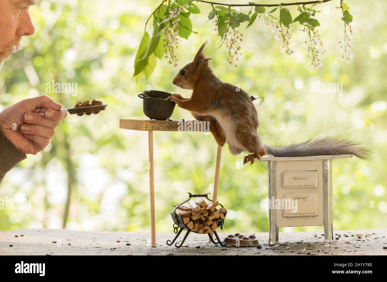Cook squirrel hi-res stock photography and images - Alamy