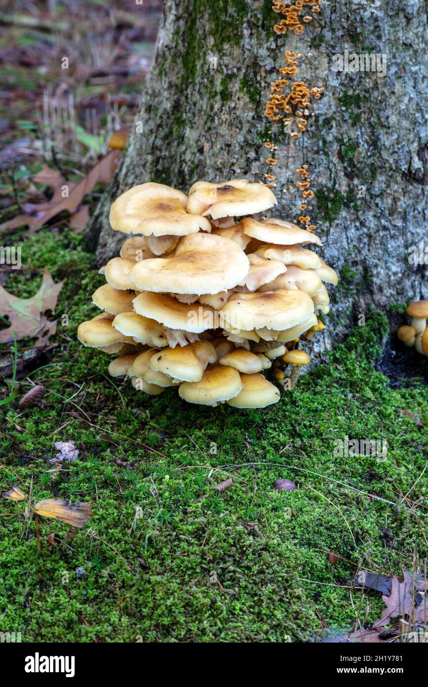Honey mushrooms hi-res stock photography and images - Alamy