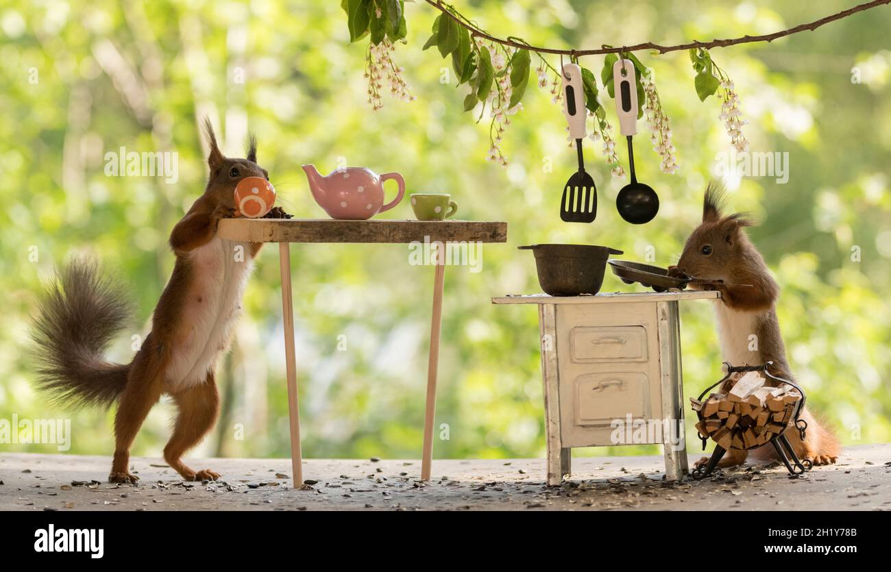 Cook squirrel hi-res stock photography and images - Alamy