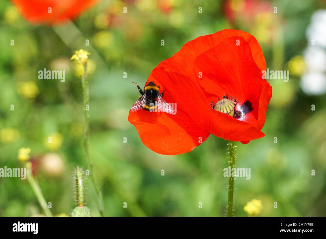 Buff-tailed bumblebee on red poppy in the meadow, Bombus terrestris ...