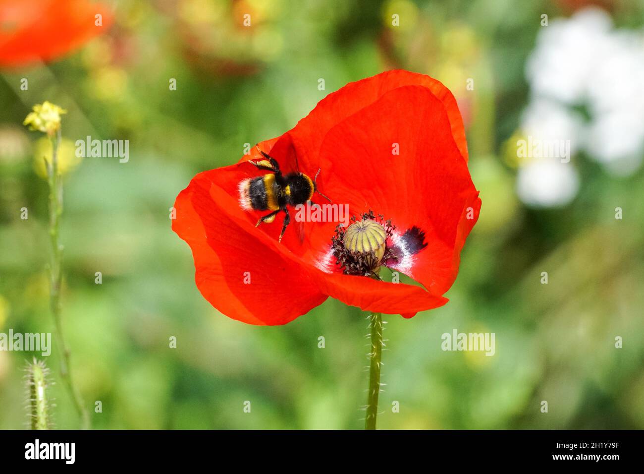 Red tailed bumble bee uk hi-res stock photography and images - Alamy