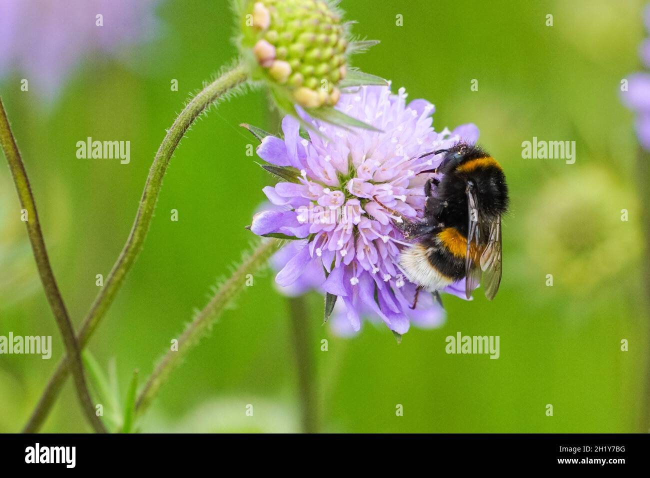 Bumblebee purple flowers animal wildlife hi-res stock photography and ...