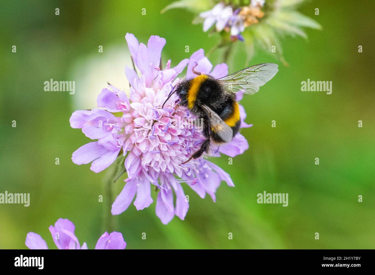 Buff-tailed bumblebee on purple flower in the meadow, Bombus terrestris ...