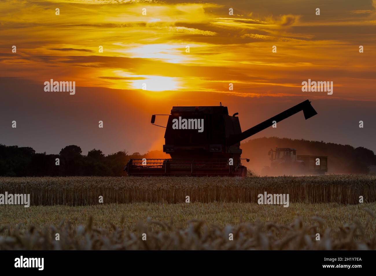 Sunset harvesting in Suffolk Stock Photo - Alamy