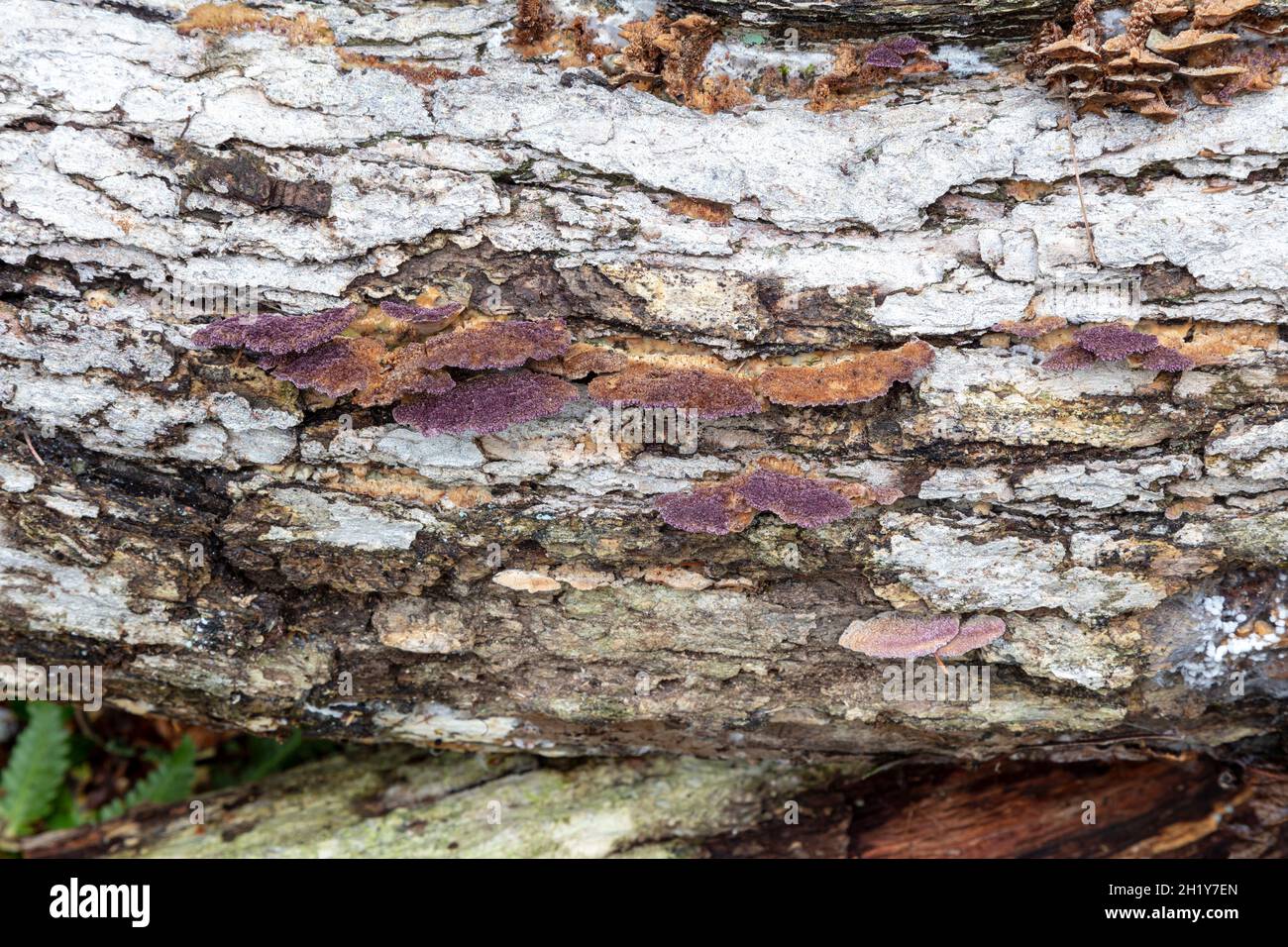 Violet-toothed Polypore (Trichaptum biforme) growing on dead tree stump ...