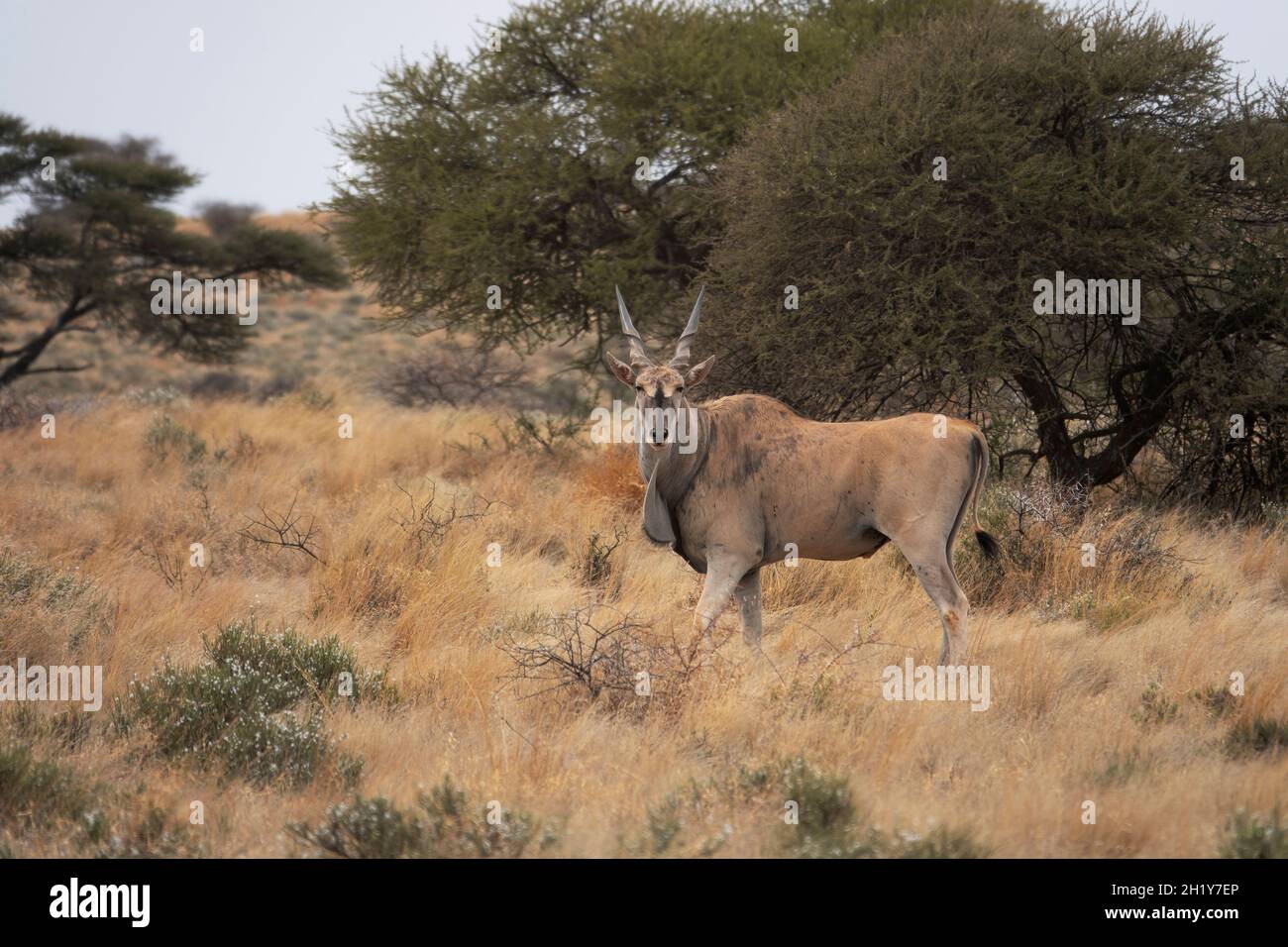 Common eland bull (Taurotragus oryx), Mokala National Park, Free State ...