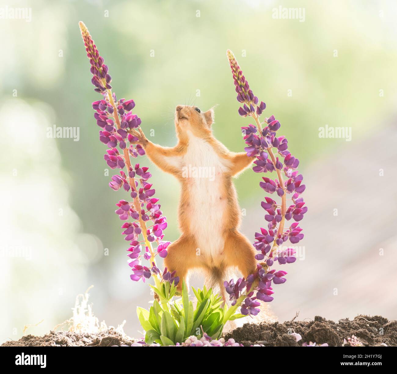 Split nose hi-res stock photography and images - Alamy