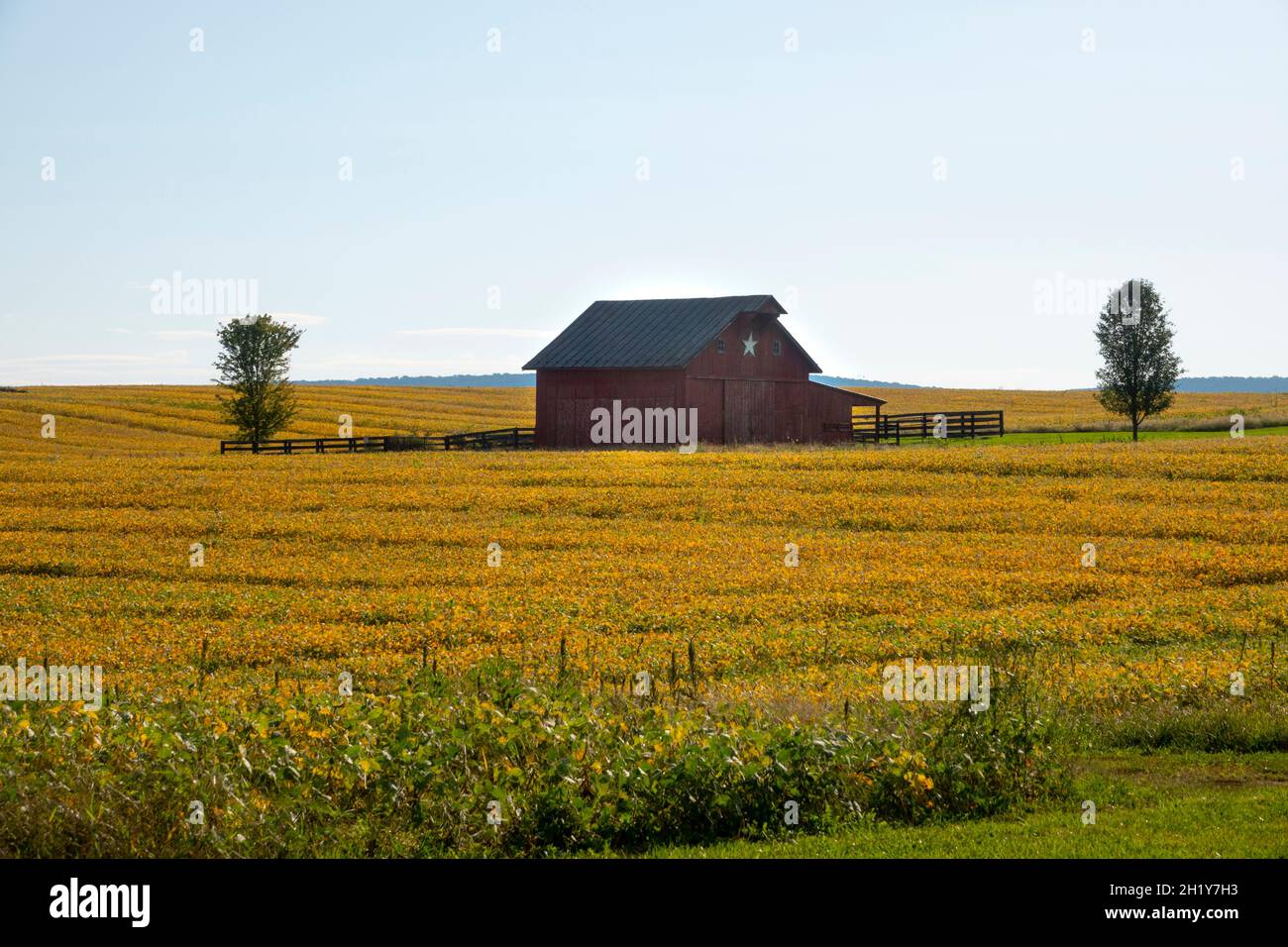 USA West Virginia WV rural farm and barn in Charles Town with a crop of ...