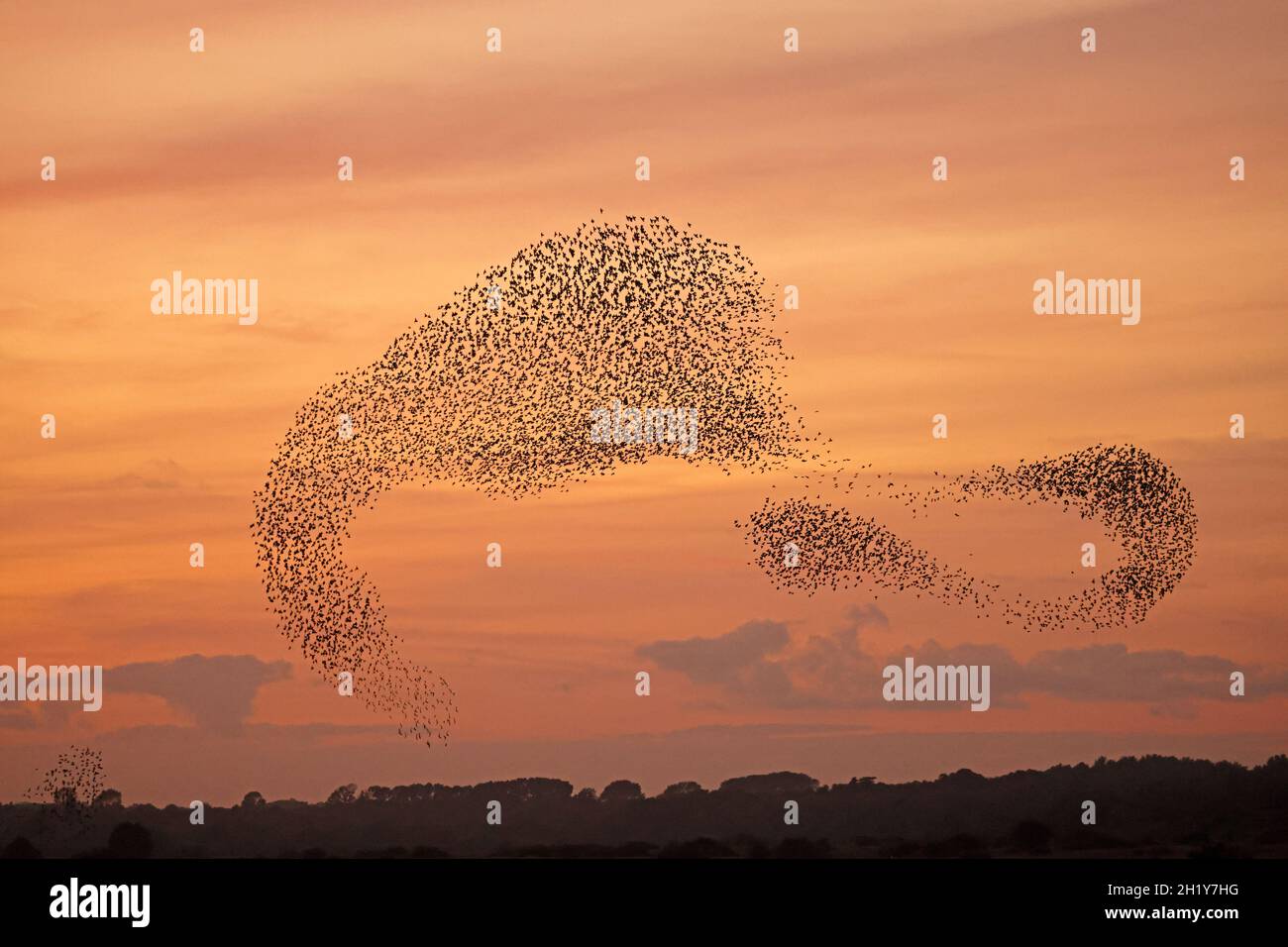 Starlings at Roost at Minsmere RSPB Reserve against a beautiful sunset ...