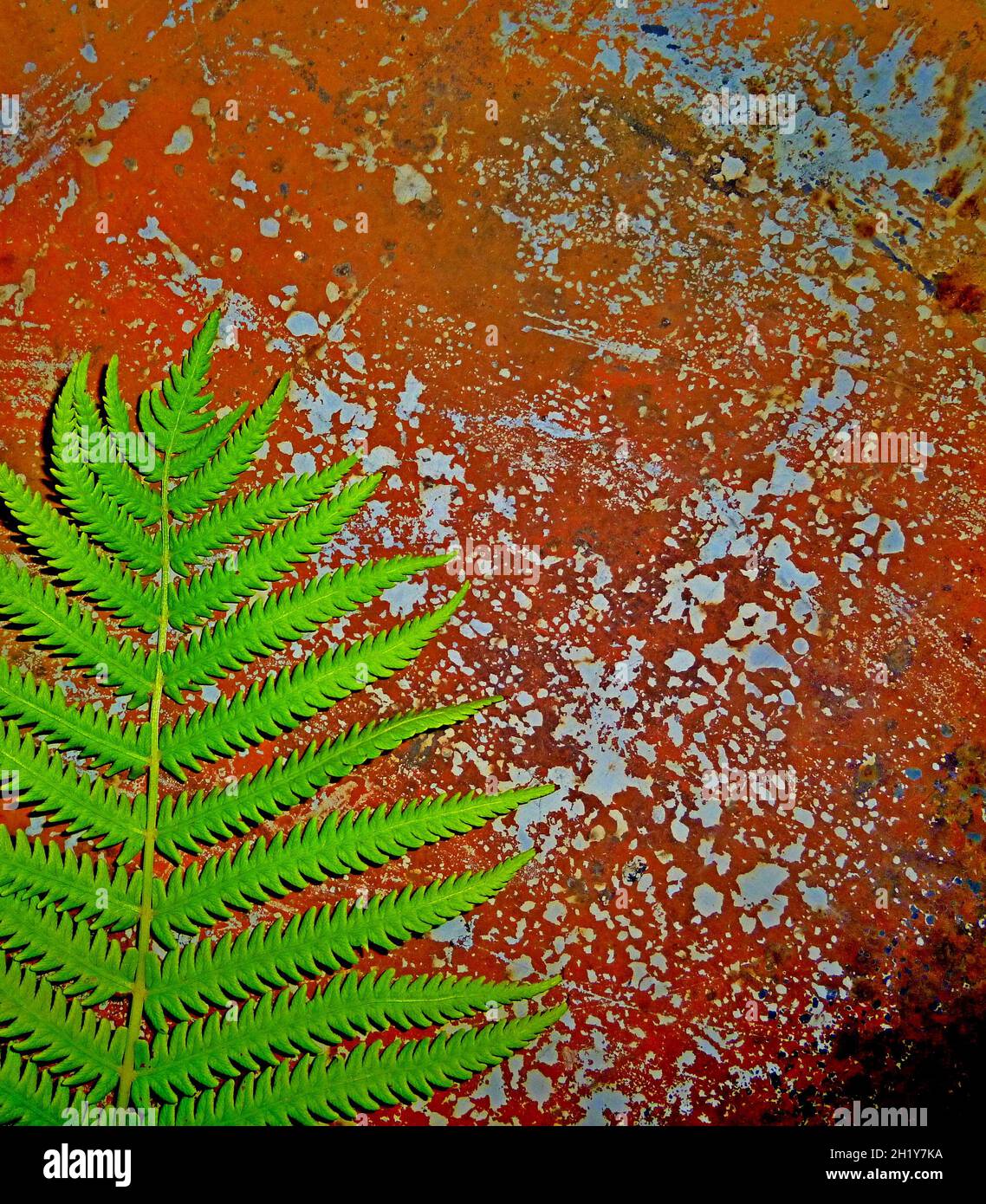 Fern leaves on rusty metal background close-up. Place for your text ...