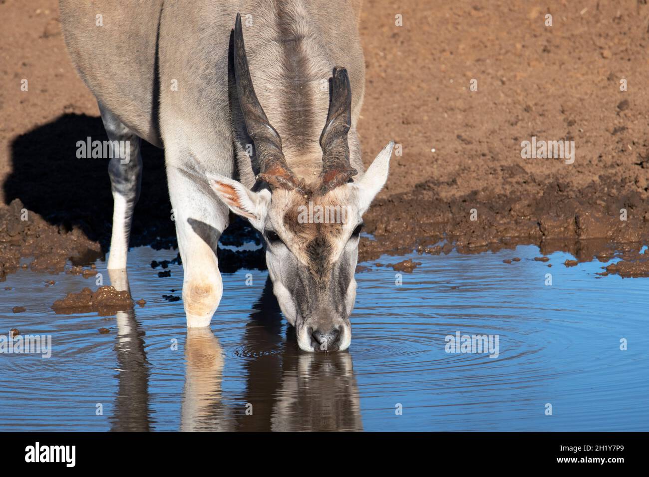 Broken horn hi-res stock photography and images - Alamy