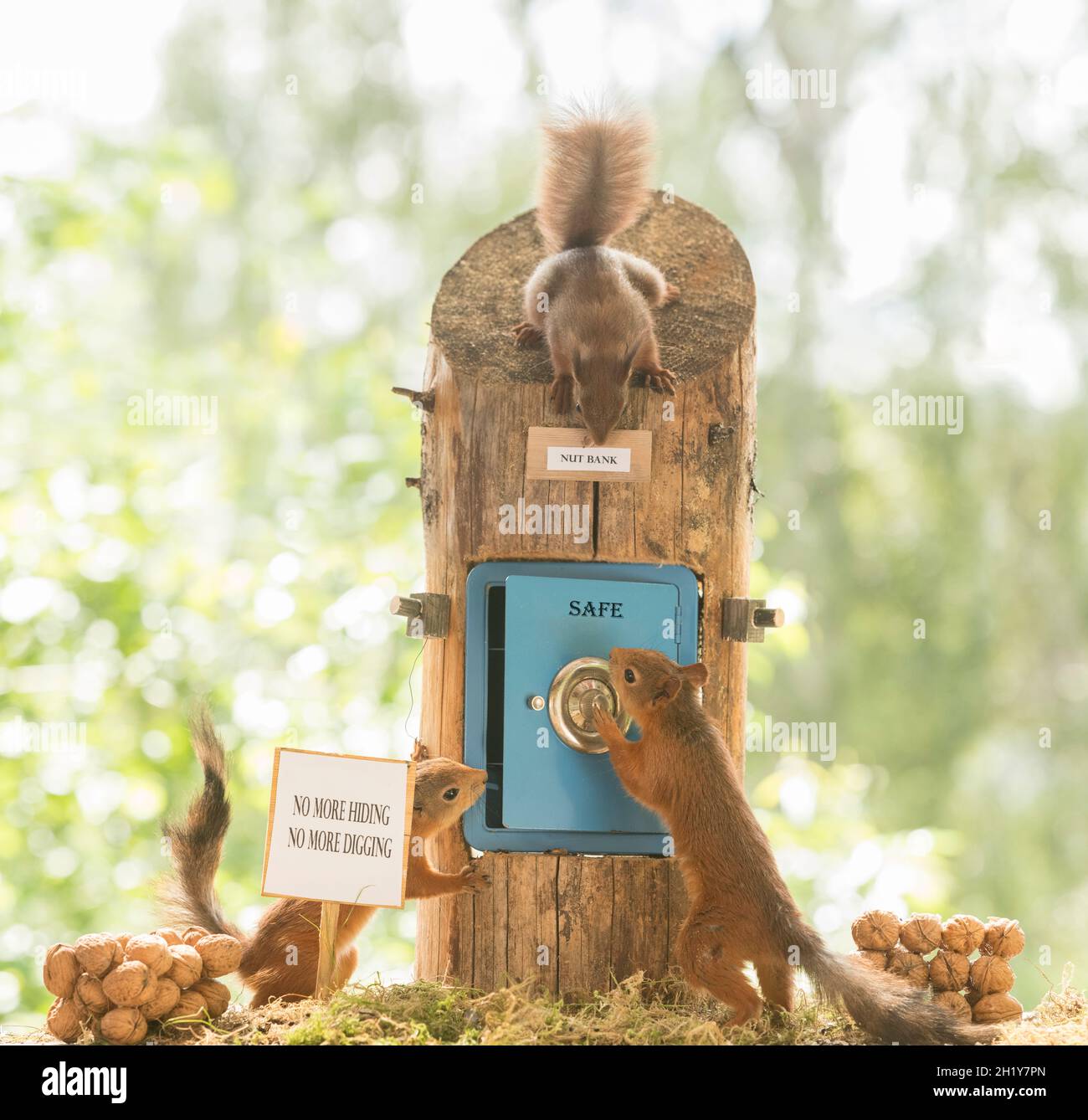 Safe rodent hi-res stock photography and images - Alamy