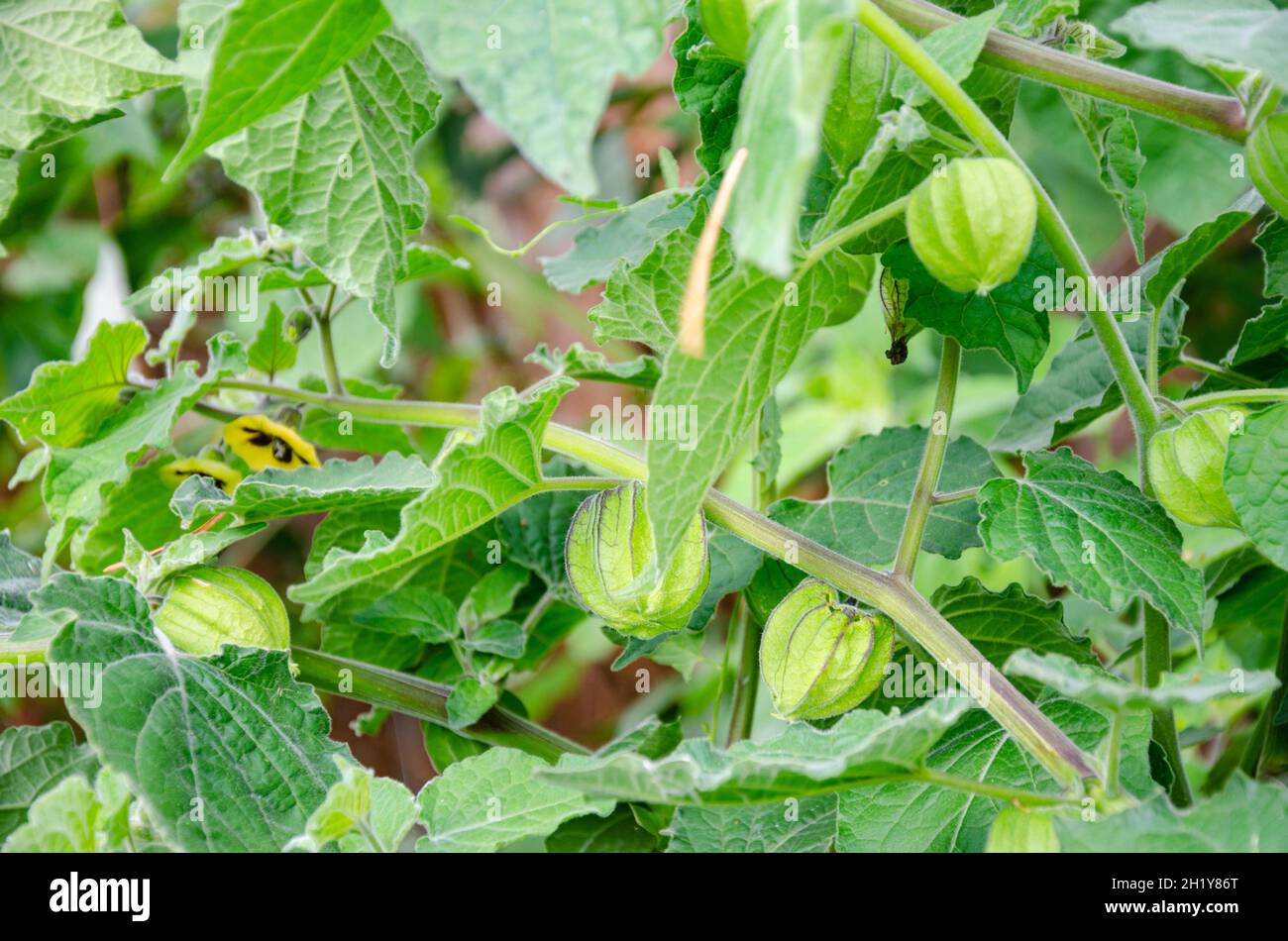 Cape Gooseberry plants bearing fruit pods growing in a garden Stock ...
