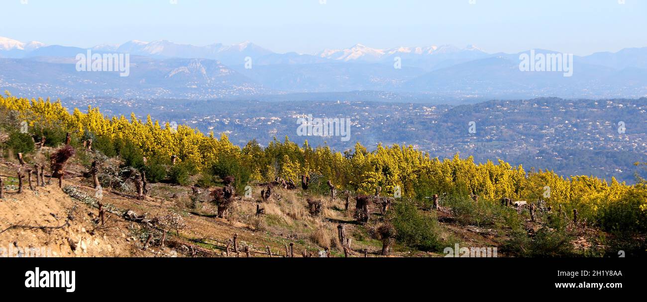 Mimosa forest hi-res stock photography and images - Alamy
