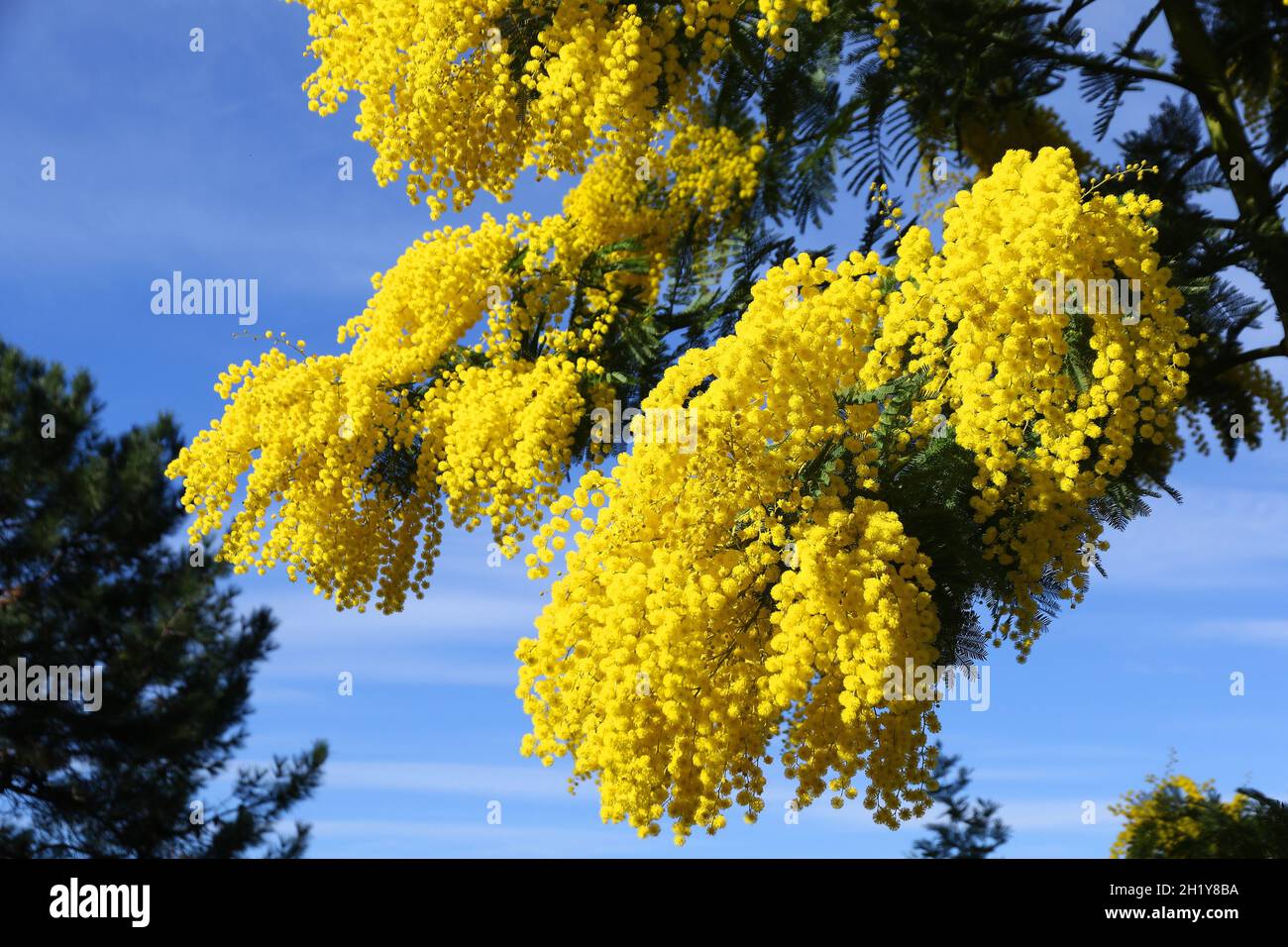 Tanneron hi-res stock photography and images - Alamy